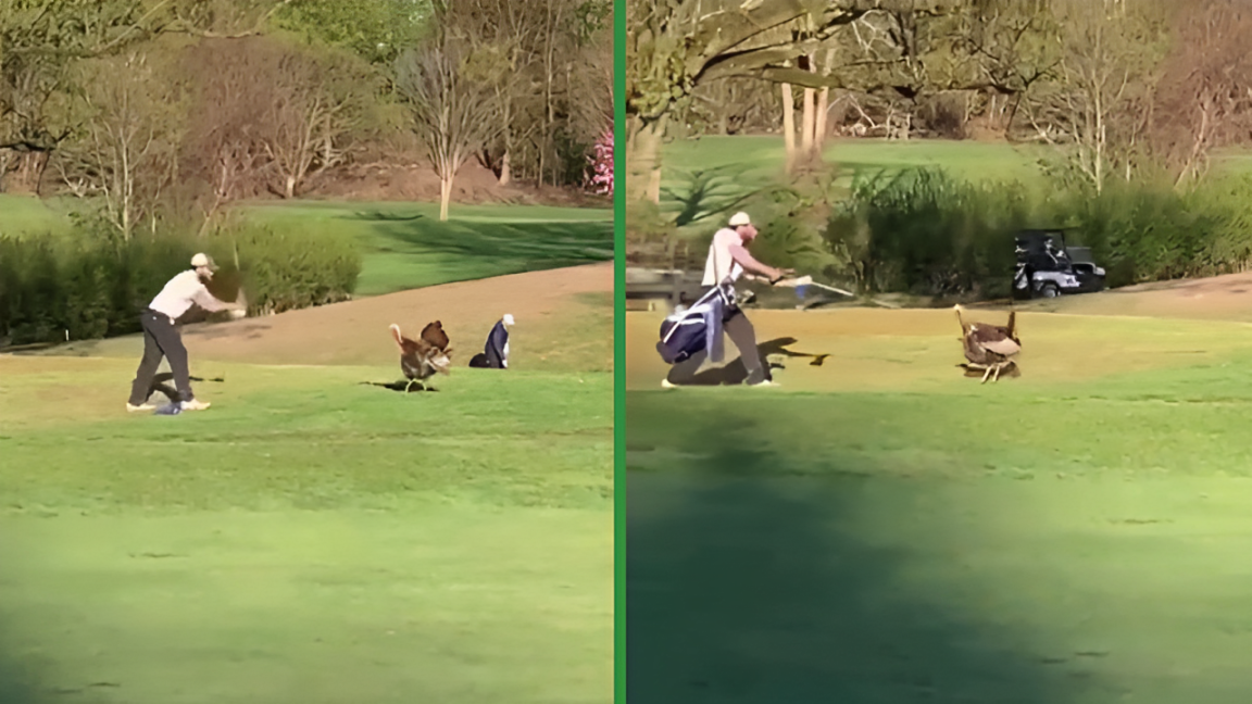 Watch: Turkey takes on golfer